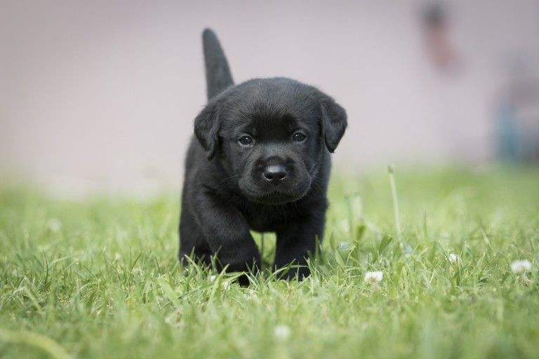 Labrador Annika | Labrador vom rosa Schlössl