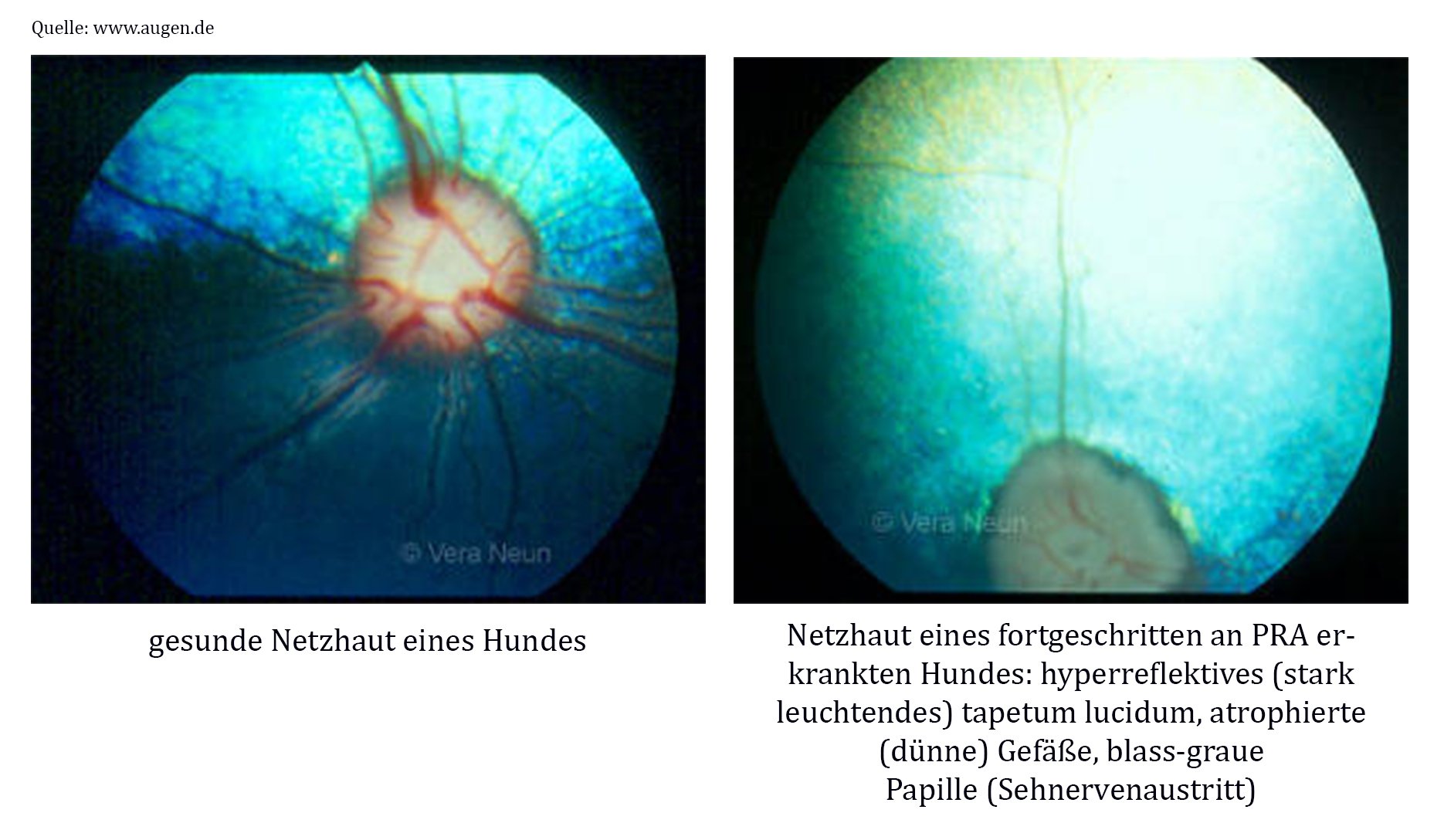 Erbkrankheiten | Labrador vom rosa Schlössl
